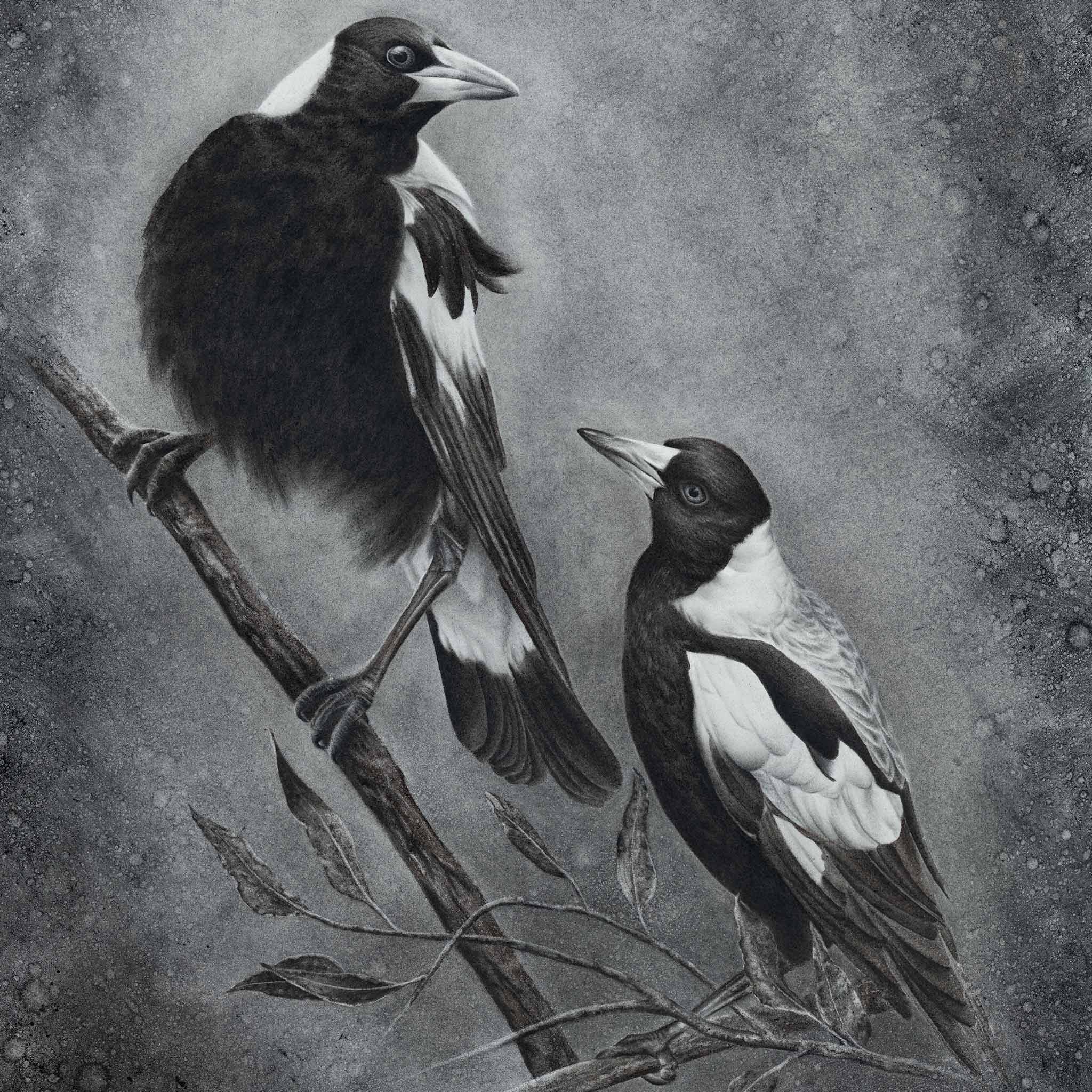 two magpie drawing