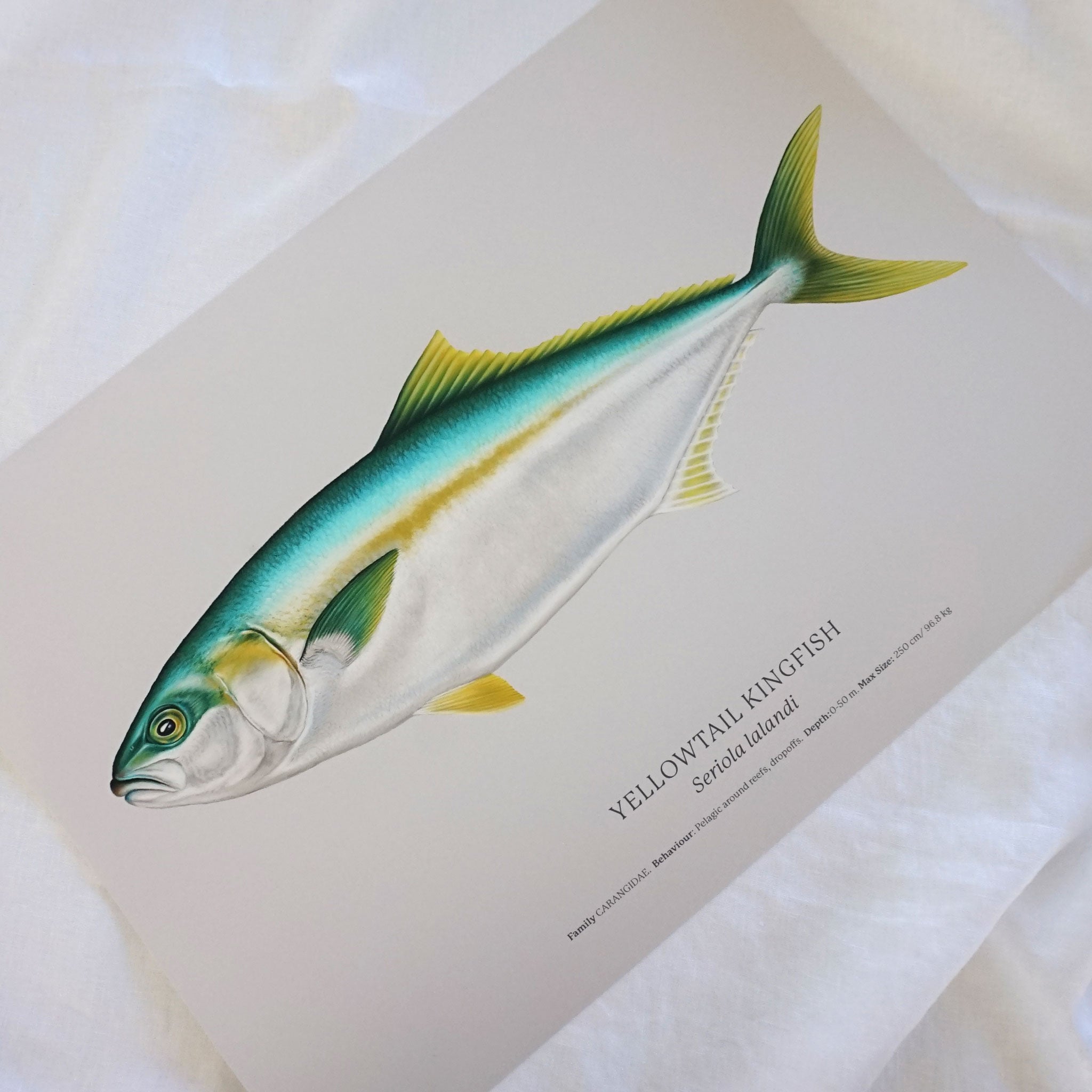Yellowtail Kingfish | Limited Edition Print – Brittany March