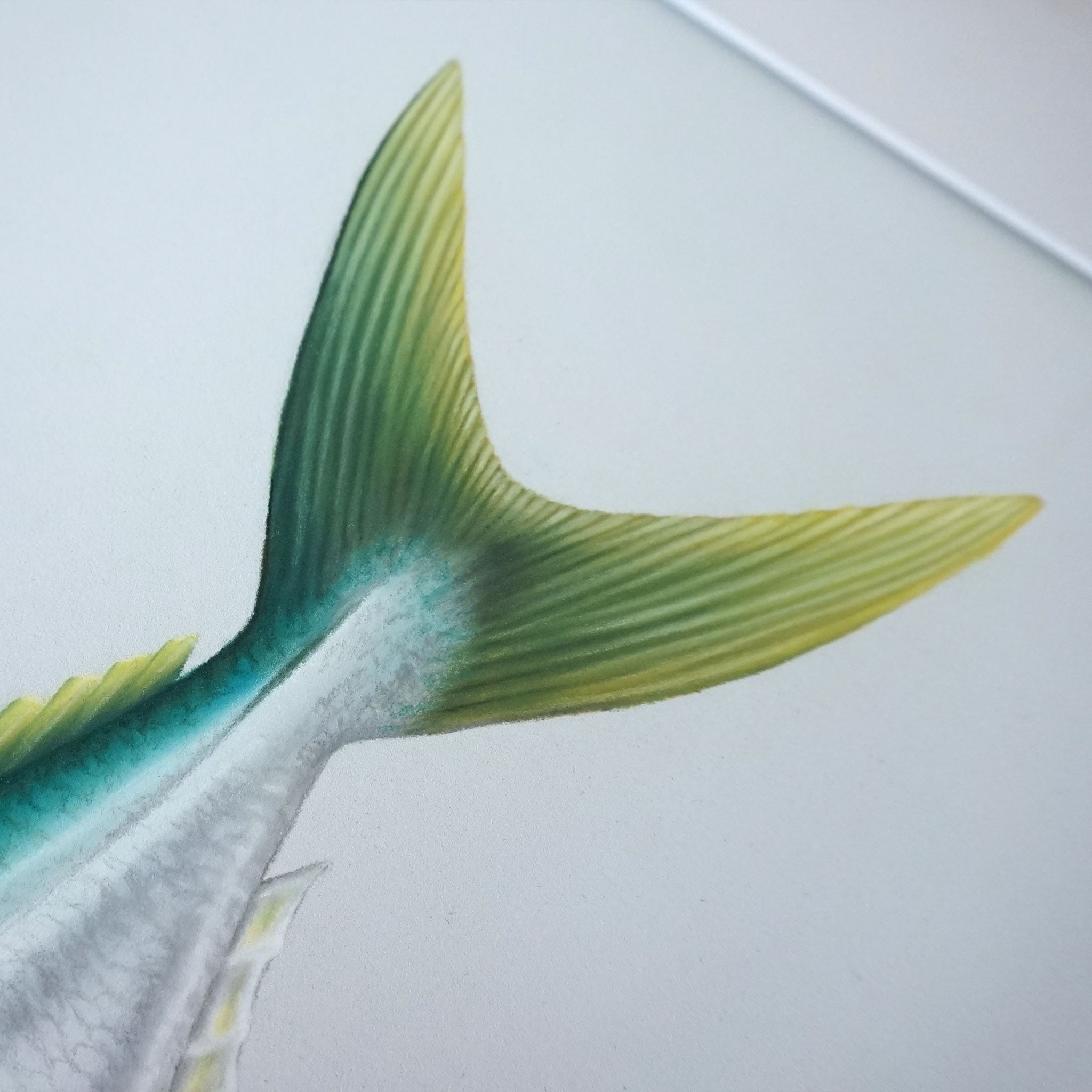Original Yellowtail Kingfish Artwork – Brittany March