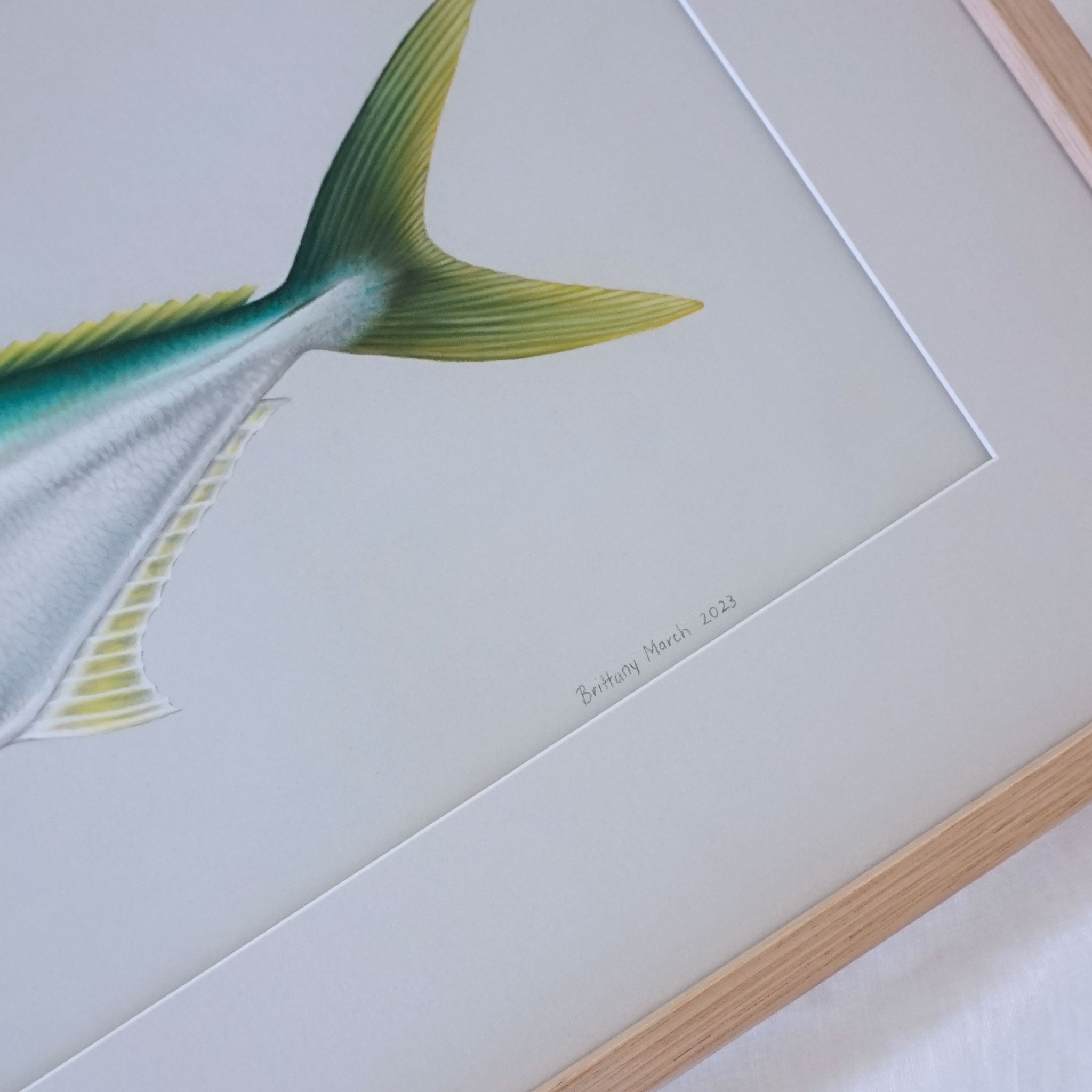 Original Yellowtail Kingfish Artwork – Brittany March