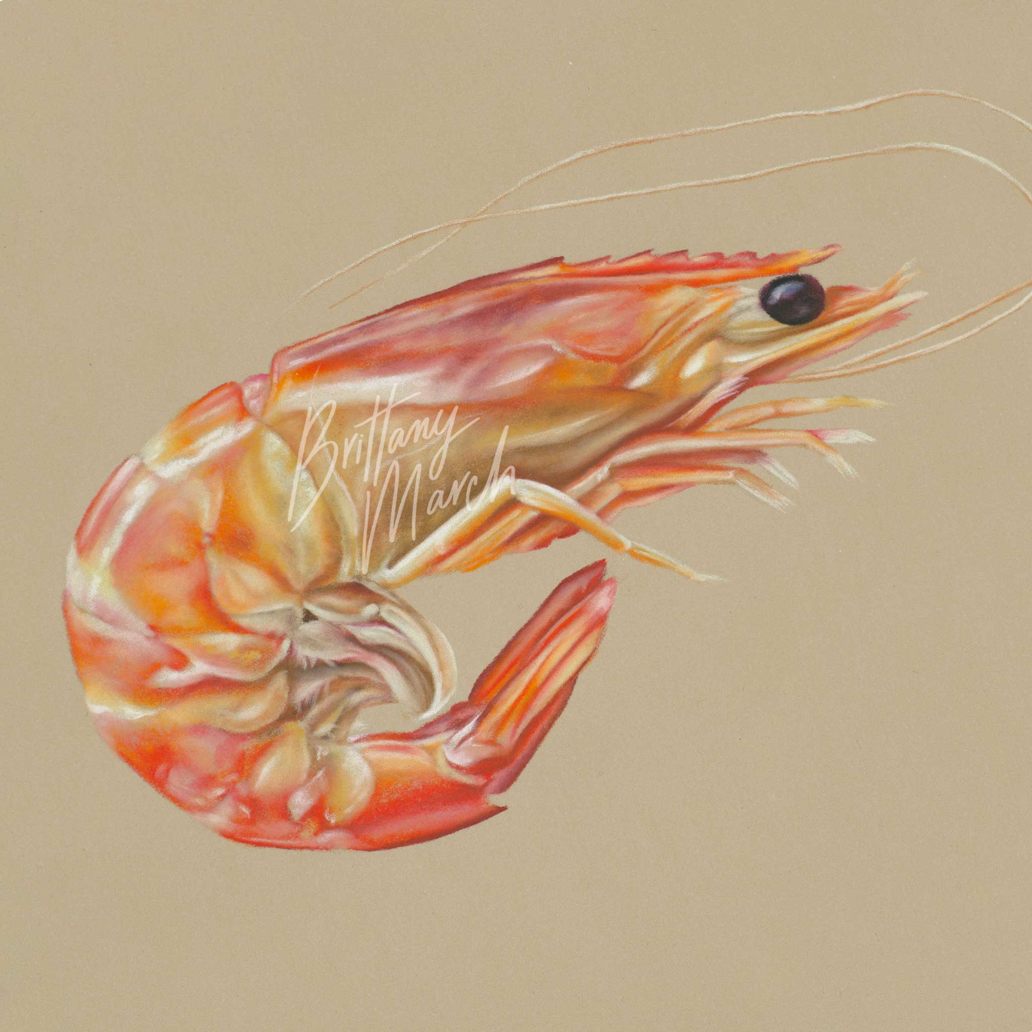 King Prawn | Fine Art Print – Brittany March